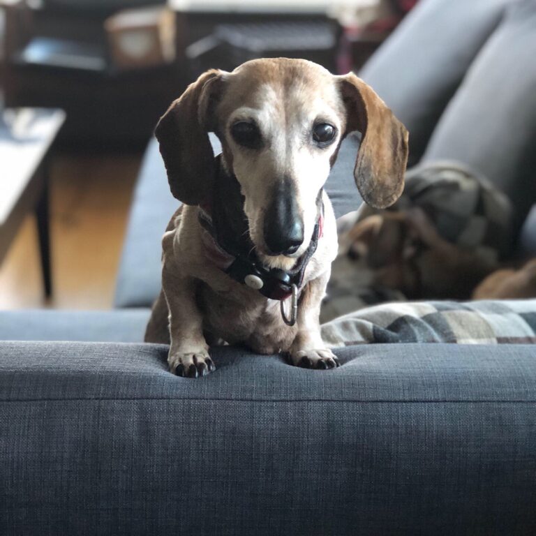 SVP Home › SVP | SpecialtyVETPATH